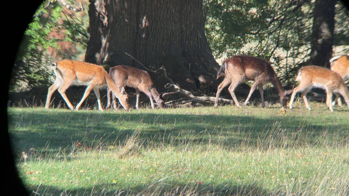 Enhancing Fallow Deer Management in the UK: The Role of Drone ...